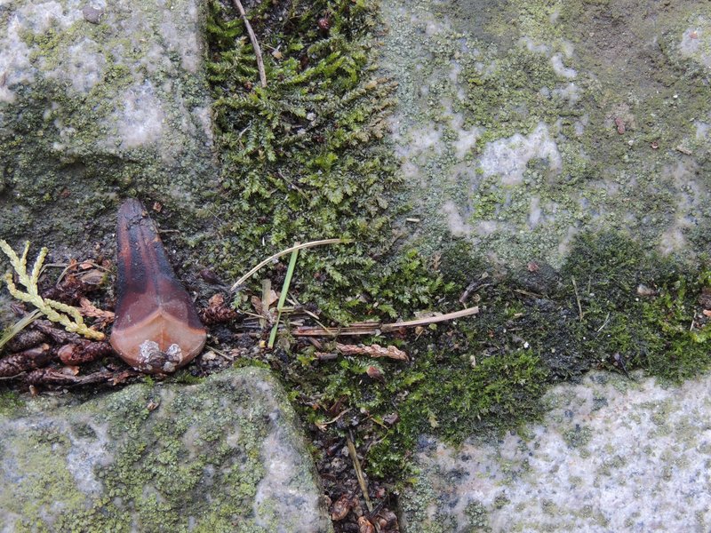 Imaggeo - Cryptogamic cover