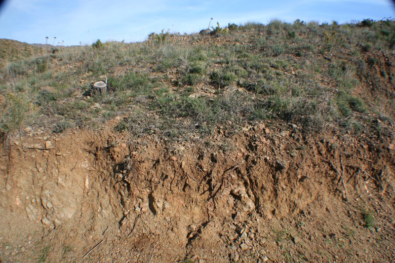 Imaggeo - Eutric Cambisol from Sierra de Málaga (SW Spain)